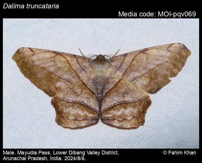 Dalima truncataria | Moths